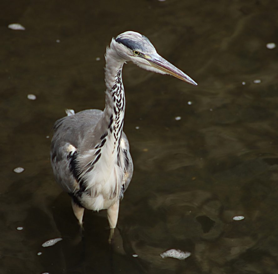 Erica Ferrar Healing in Kingston upon Thames | Health Coach ...